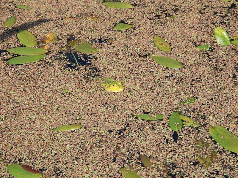 Examples of Amphibians - 33Science