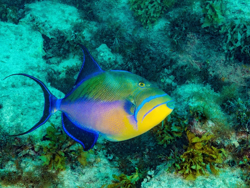 The Complete List of Animals That Start With Q - 33Science