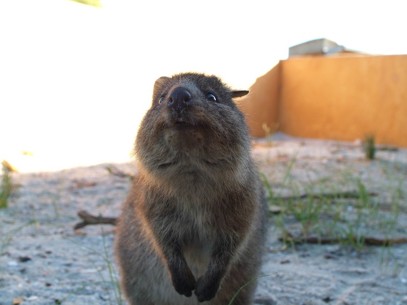 The Complete List of Animals That Start With Q - 33Science