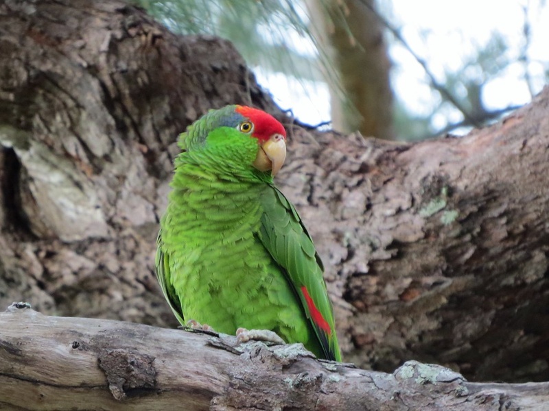 The Complete List of Birds of Mexico - 33Science