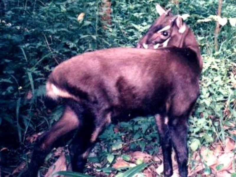 The Complete List of Animals That Start With S - 33Science