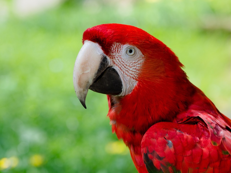 The Complete List of Animals That Start With S - 33Science