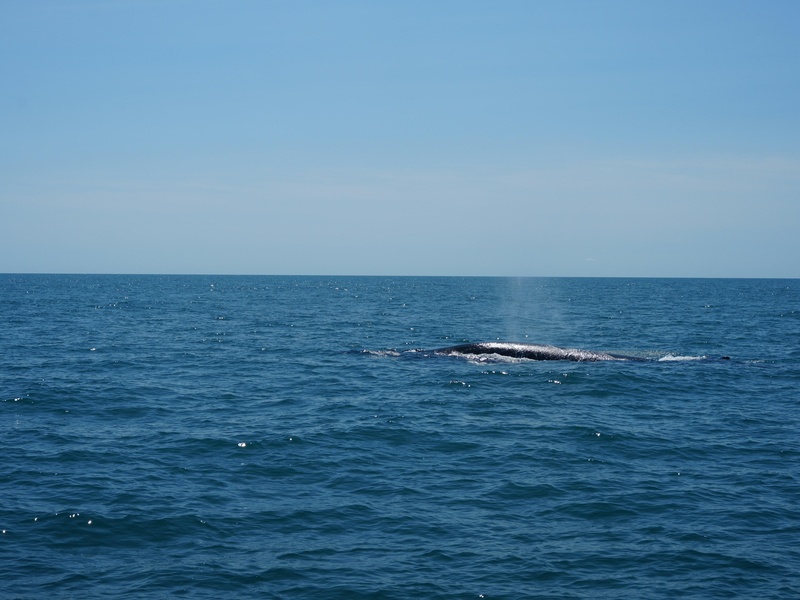 The Complete List of Cetaceans - 33Science