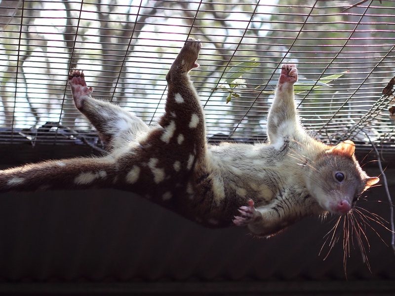 The Complete List of Marsupials - 33Science