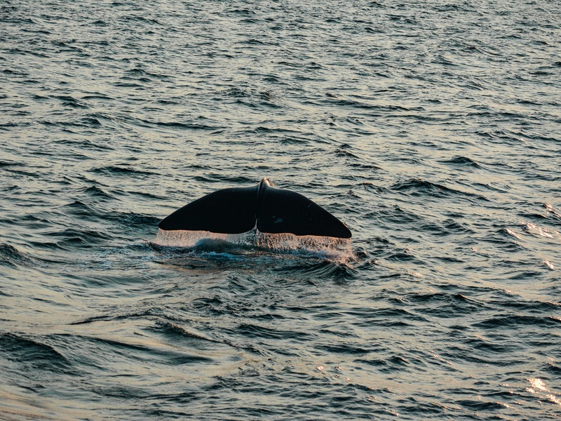 The Complete List of Cetaceans - 33Science