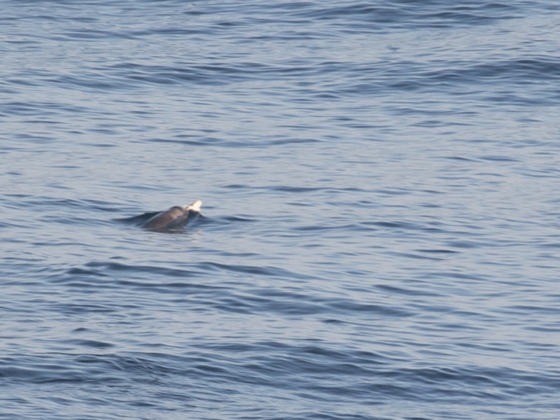 The Complete List of Cetaceans - 33Science