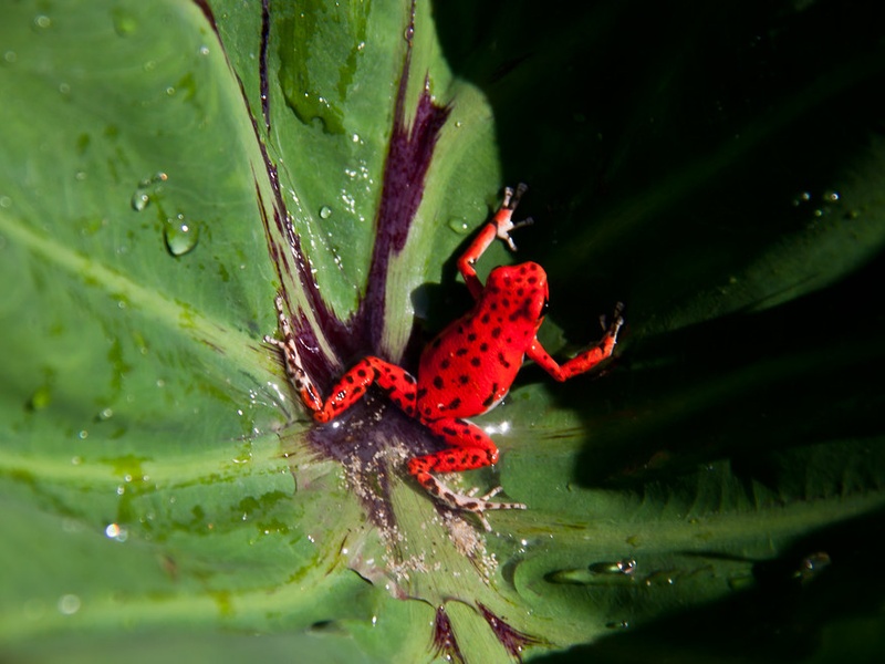 Examples of Amphibians - 33Science