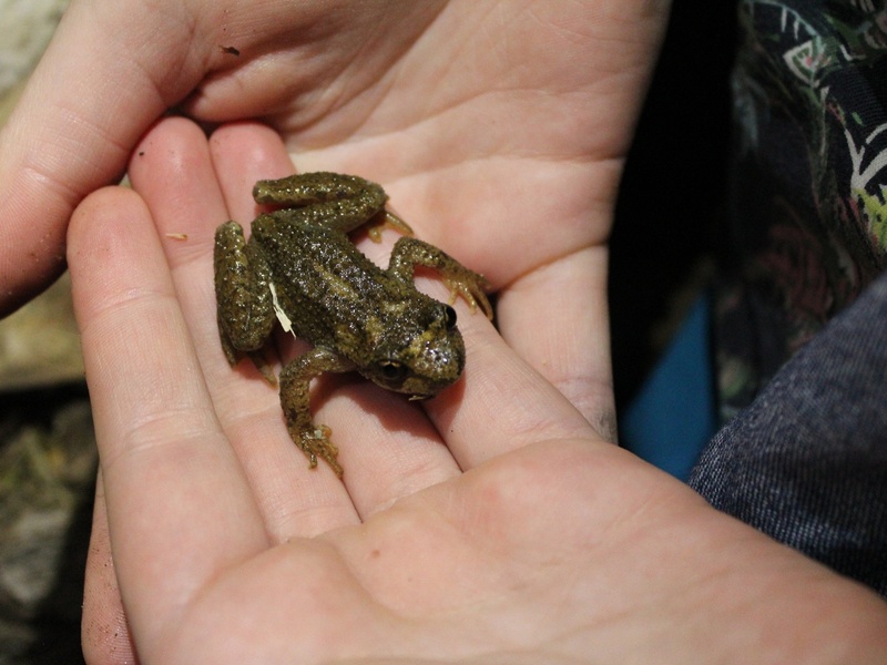 Examples of Amphibians - 33Science