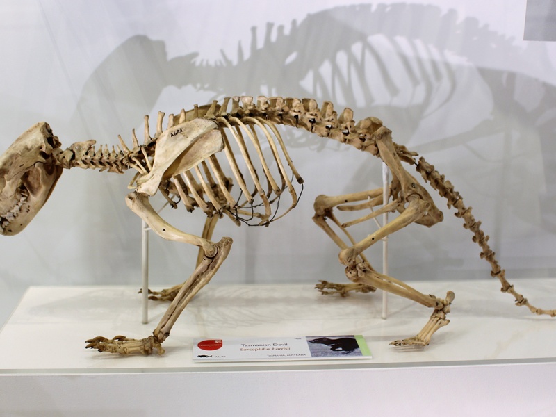 The Complete List of Animals That Start With T - 33Science