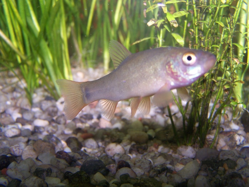 The Complete List of Animals That Start With T - 33Science