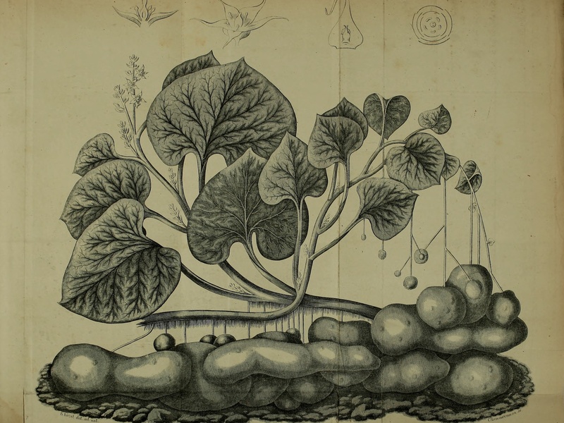 The Complete List of Root Vegetables - 33Science