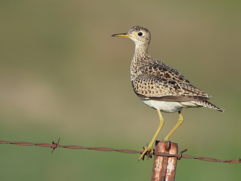 The Complete List of Animals That Start With U - 33Science