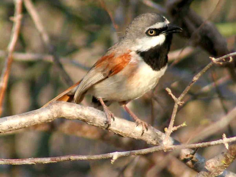 The Complete List of Animals That Start With V - 33Science