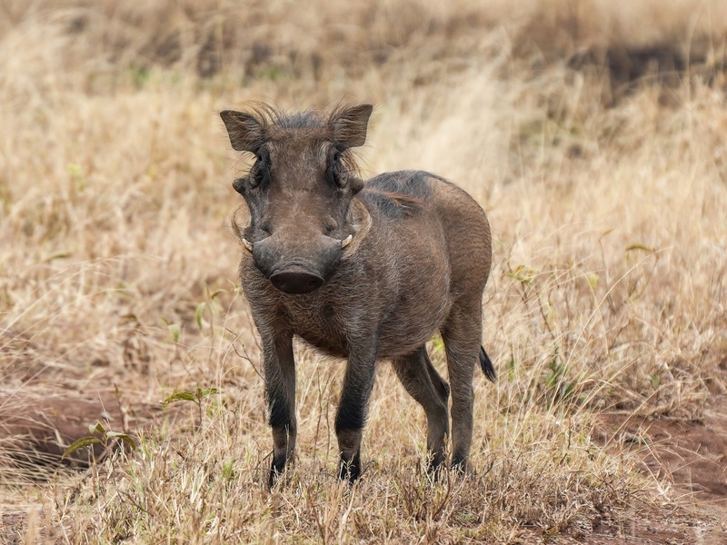 The Complete List of Animals That Start With W - 33Science