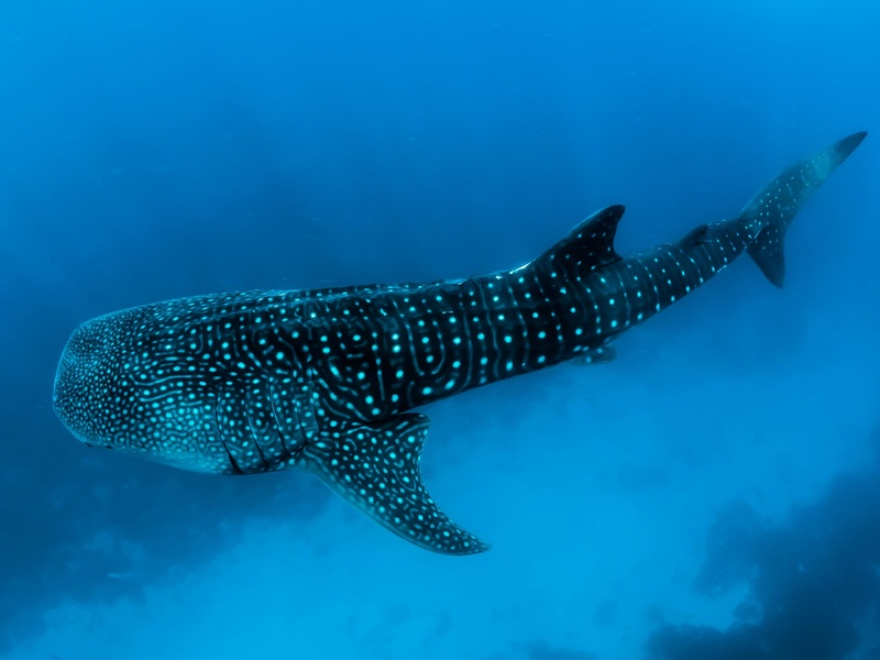 The Complete List of Animals That Start With W - 33Science