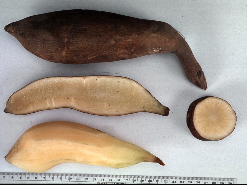 The Complete List of Root Vegetables - 33Science