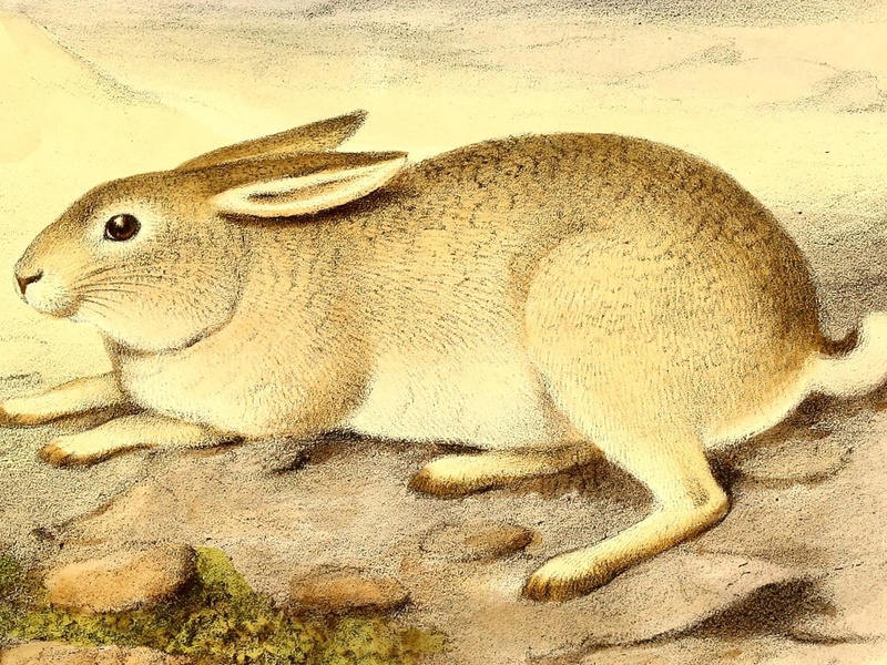 The Complete List of Animals That Start With Y - 33Science