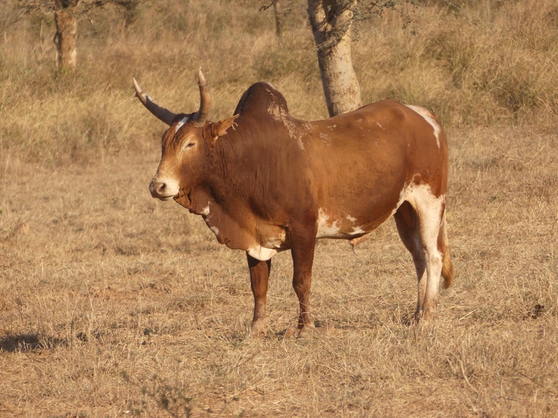 The Complete List of Animals That Start With Z - 33Science