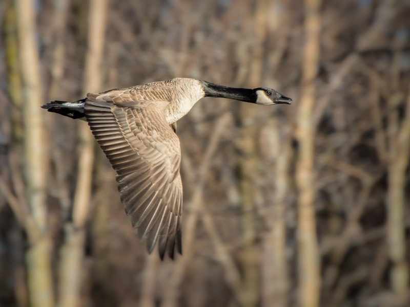 The Complete List of Birds of Sweden - 33Science