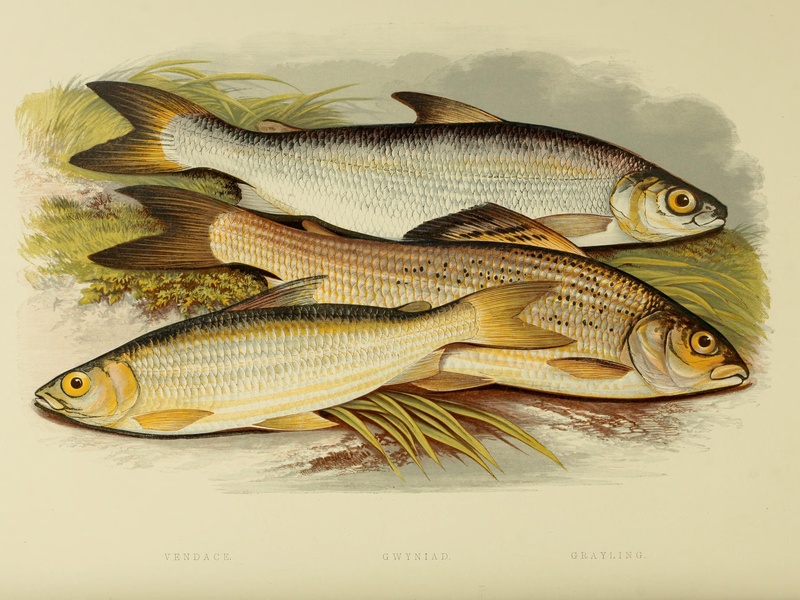 Endemic Species Of The UK: The Complete List - 33Science