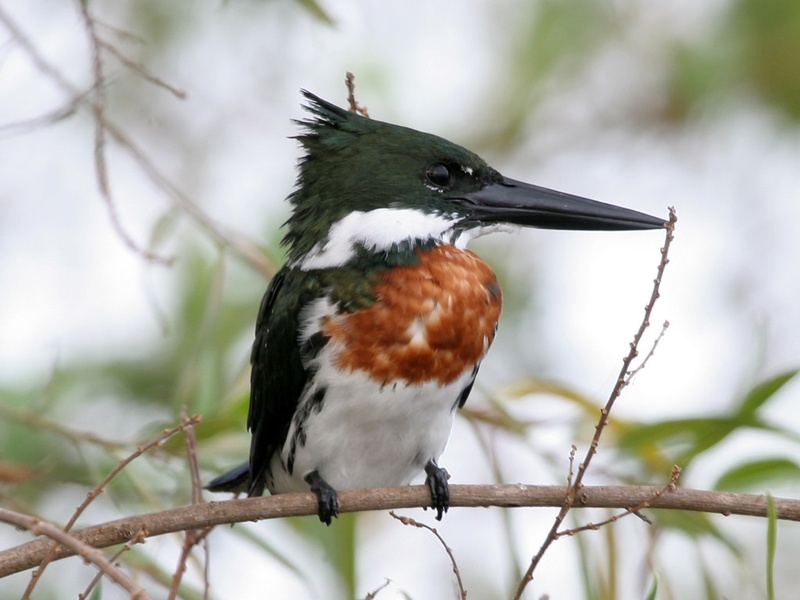 Birds Of Belize: The Complete List - 33Science