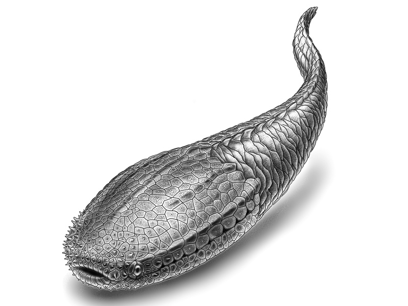 Jawless Fish: The Complete List - 33Science
