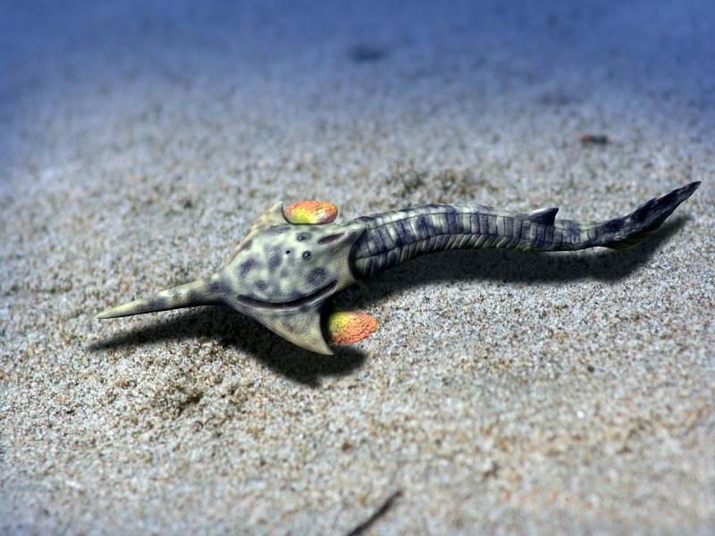 Jawless Fish: The Complete List - 33Science