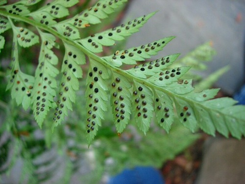List of Poisonous Plants - 33Science