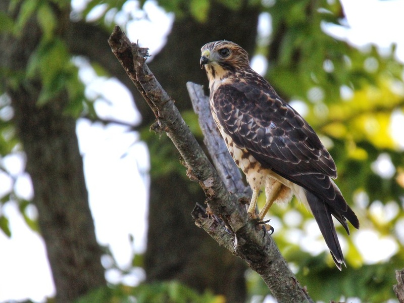 Birds Of Belize: The Complete List - 33Science