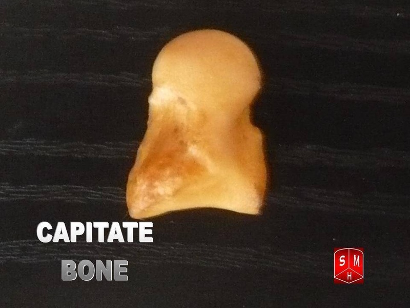 Short Bones: The Complete List - 33Science