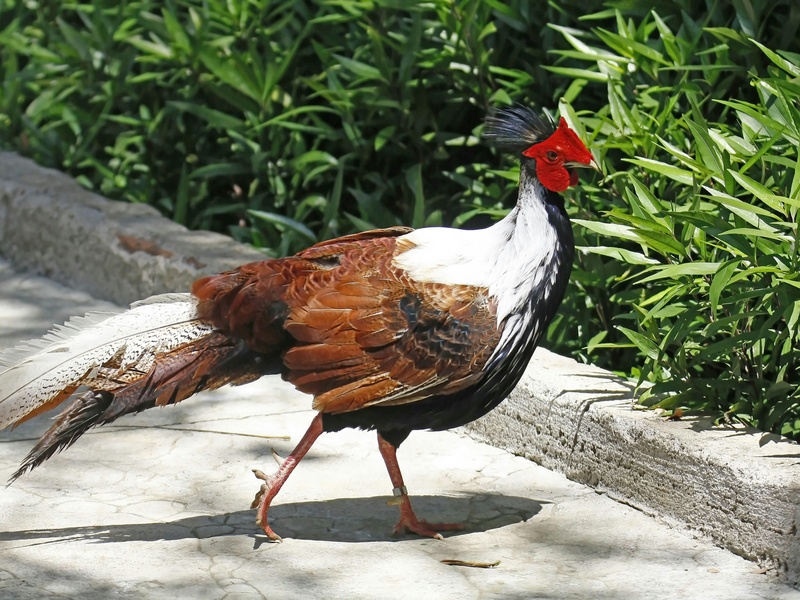 The Complete List of Birds of Egypt - 33Science