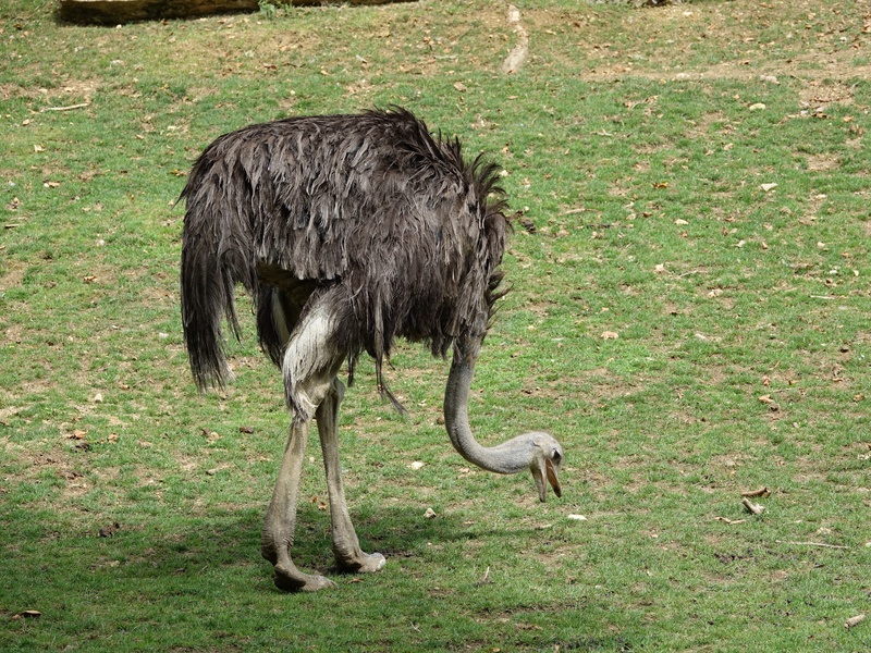 The Complete List of Birds of Egypt - 33Science