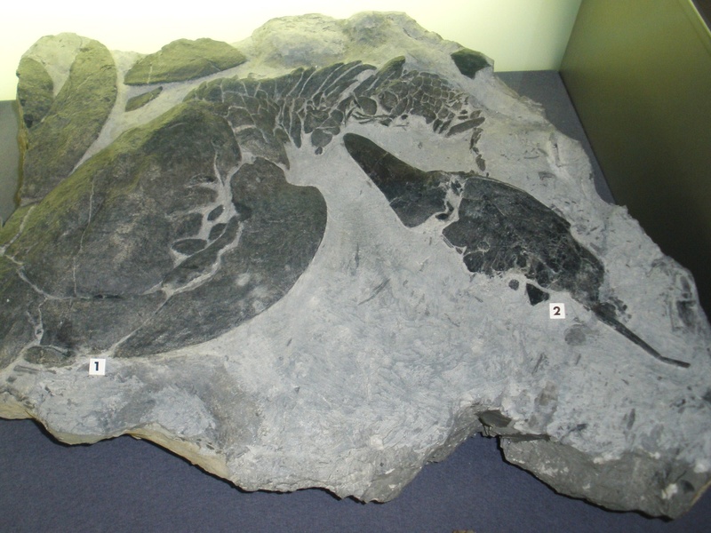Jawless Fish: The Complete List - 33Science