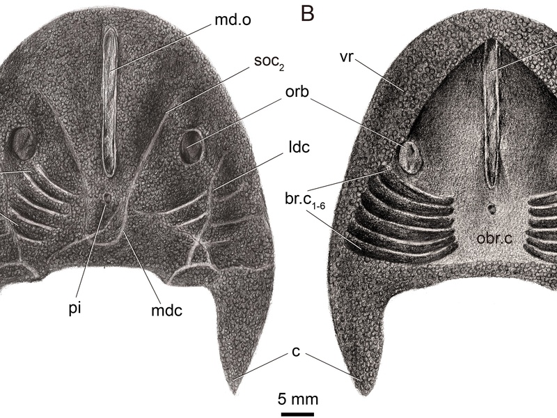 Jawless Fish: The Complete List - 33Science