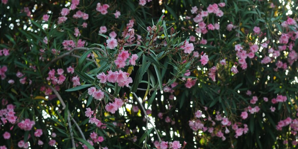 List of Poisonous Plants - 33Science