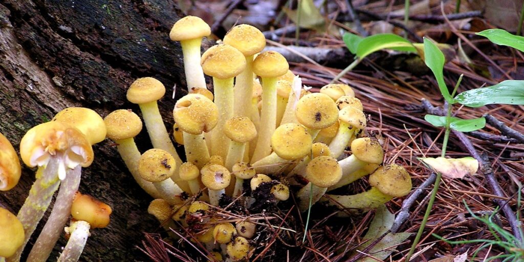 10 Interesting Facts About Fungi - 33Science