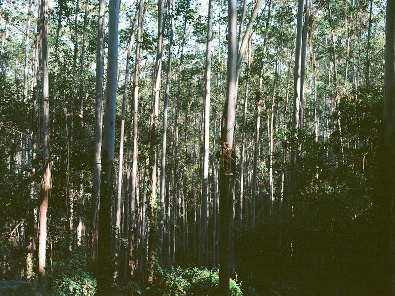 The Complete List of Natural Resources of Fiji - 33Science