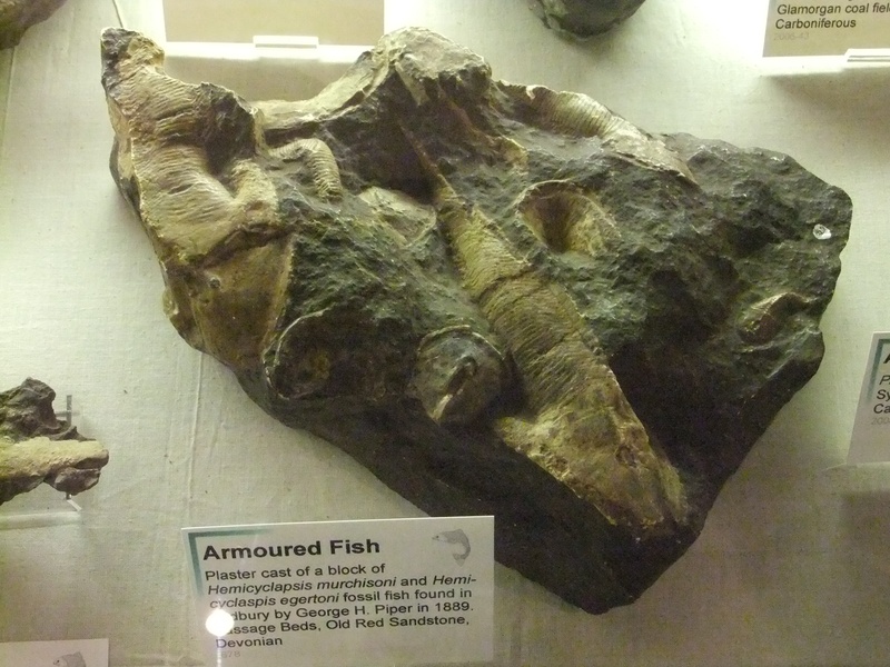Jawless Fish: The Complete List - 33Science
