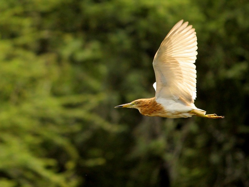 The Complete List of Birds of Egypt - 33Science