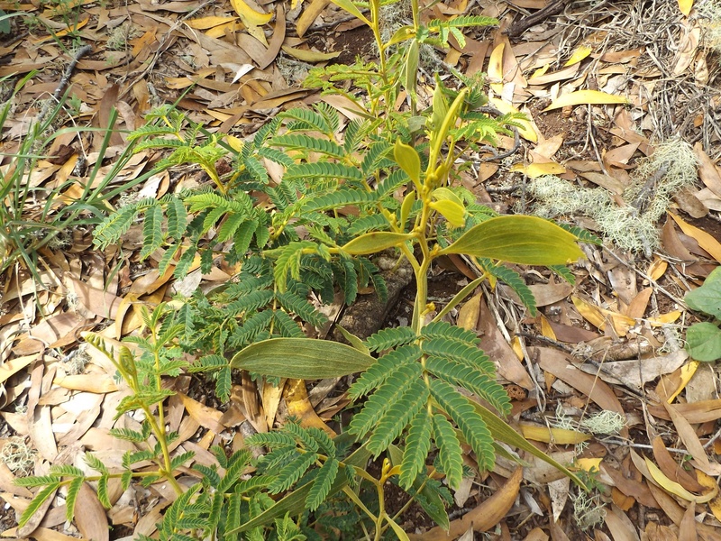 Endemic Plants of Hawaii: The Complete List - 33Science