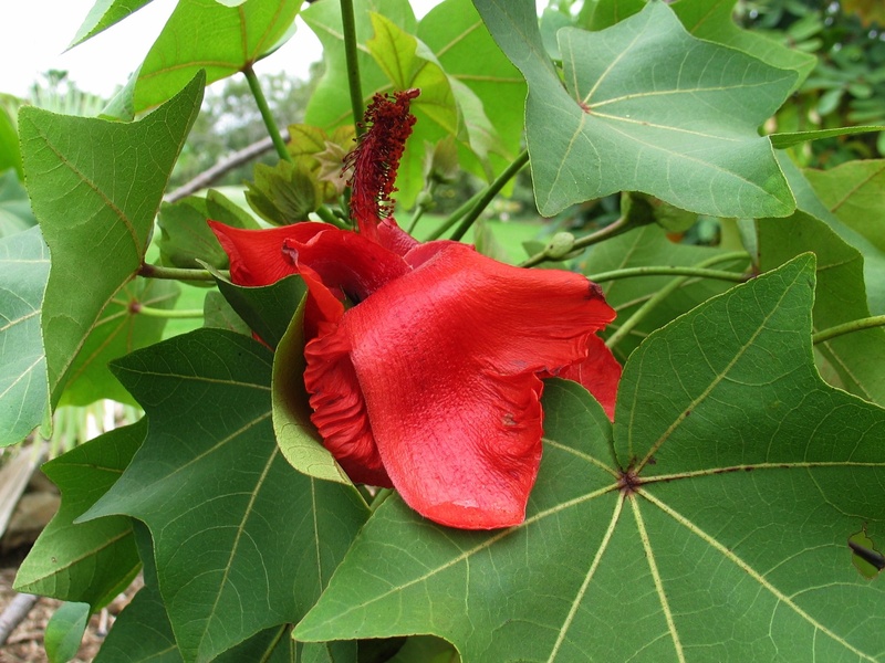 Endemic Plants of Hawaii: The Complete List - 33Science