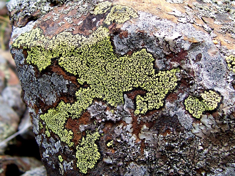 Types Of Ecological Succession: The Complete List - 33Science