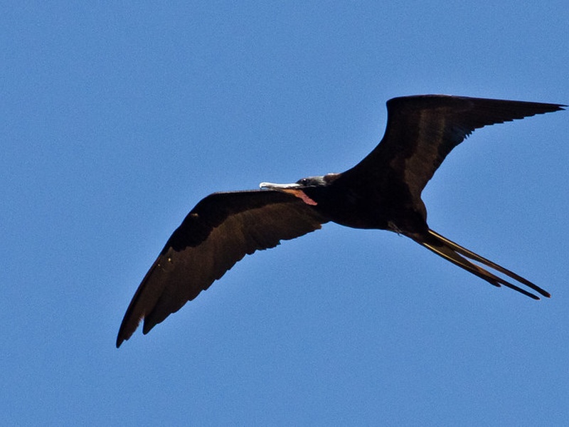 Birds Of Belize: The Complete List - 33Science