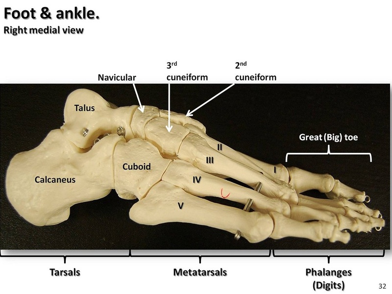 Short Bones: The Complete List - 33Science