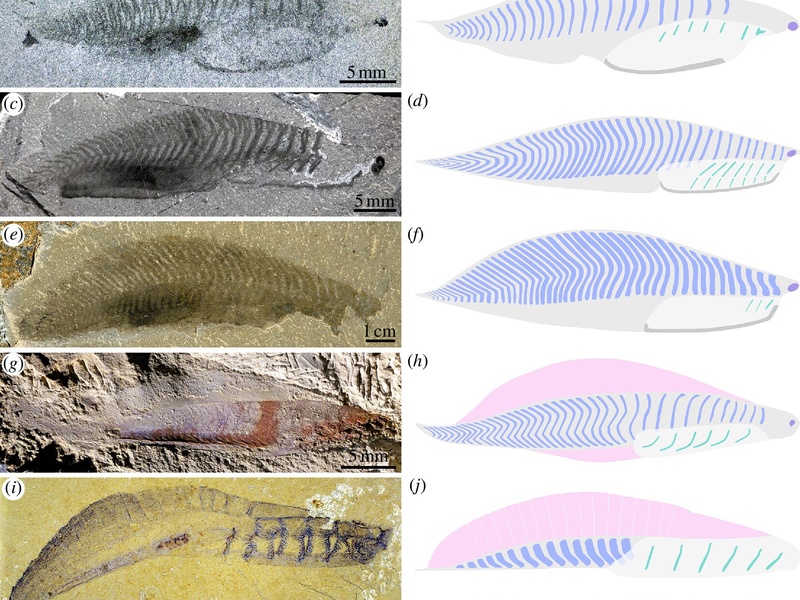 Jawless Fish: The Complete List - 33Science