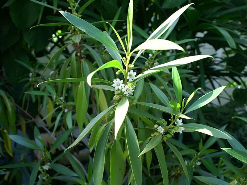 Endemic Plants of Hawaii: The Complete List - 33Science