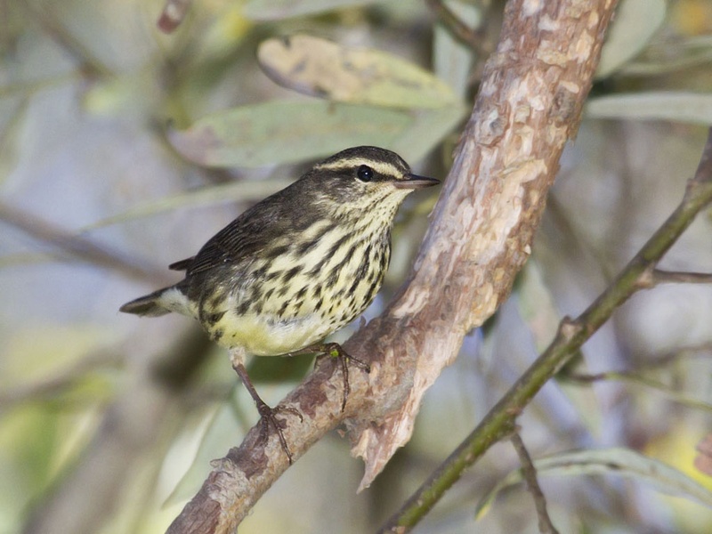 Birds Of Belize: The Complete List - 33Science