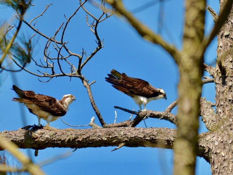 Birds Of Belize: The Complete List - 33Science