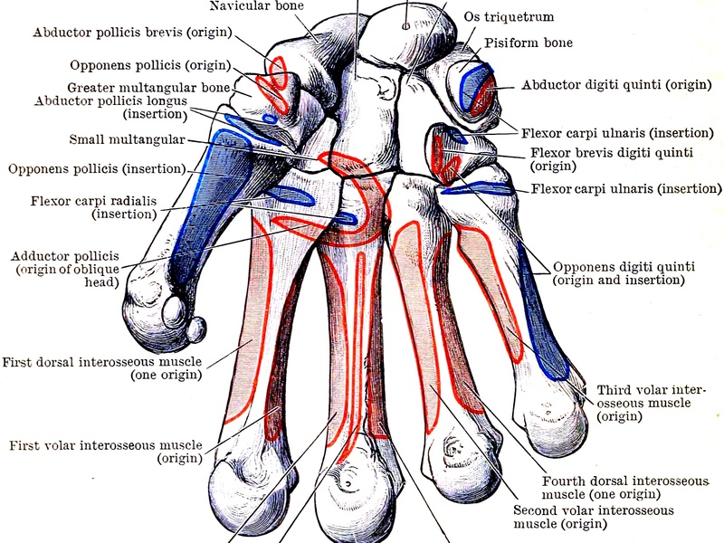 Short Bones: The Complete List - 33Science
