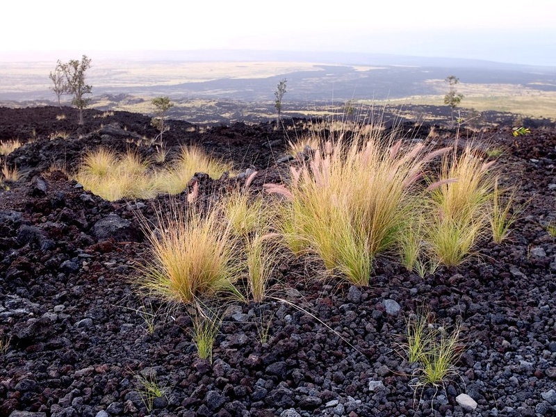 Types Of Ecological Succession: The Complete List - 33Science